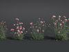 Carnation VFX Grace 3D model | CGTrader