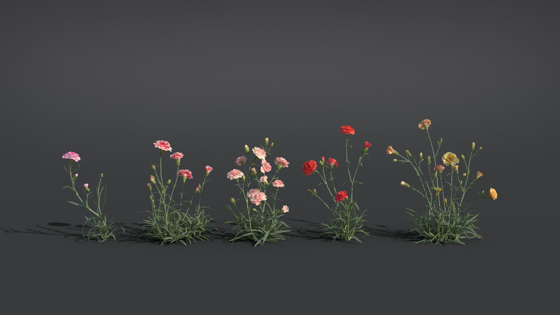 Carnation VFX Grace 3D model | CGTrader