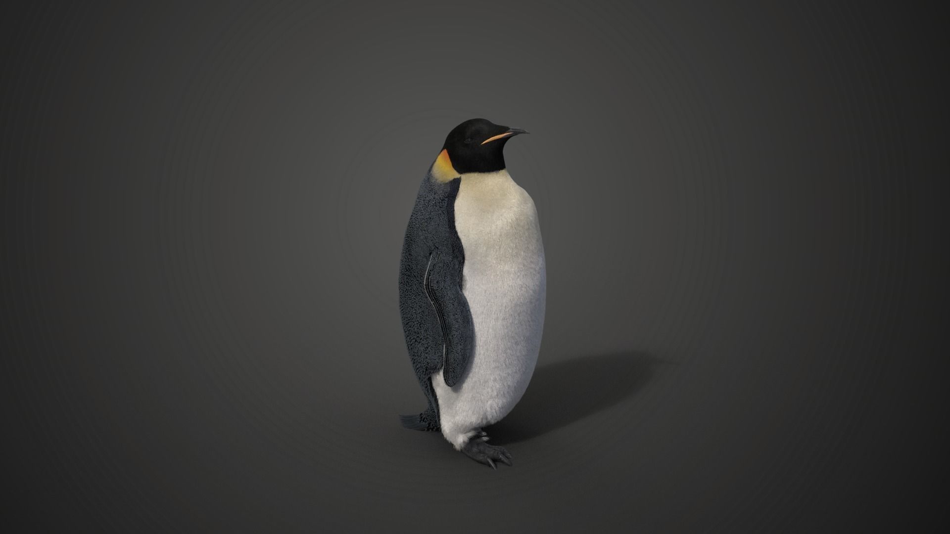 Emperor Penguin Animated VFX Grace 3D model animated rigged | CGTrader