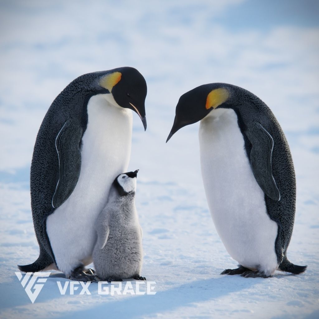 Emperor Penguin Animated VFX Grace 3D model animated rigged | CGTrader