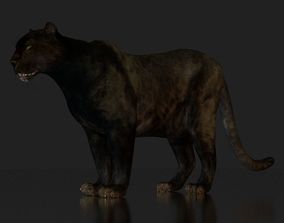 Animated Panthera 3D Models | CGTrader