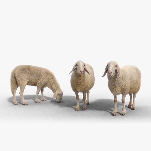 Assaf Sheep Pack Animated VFX Grace 3D model animated rigged | CGTrader