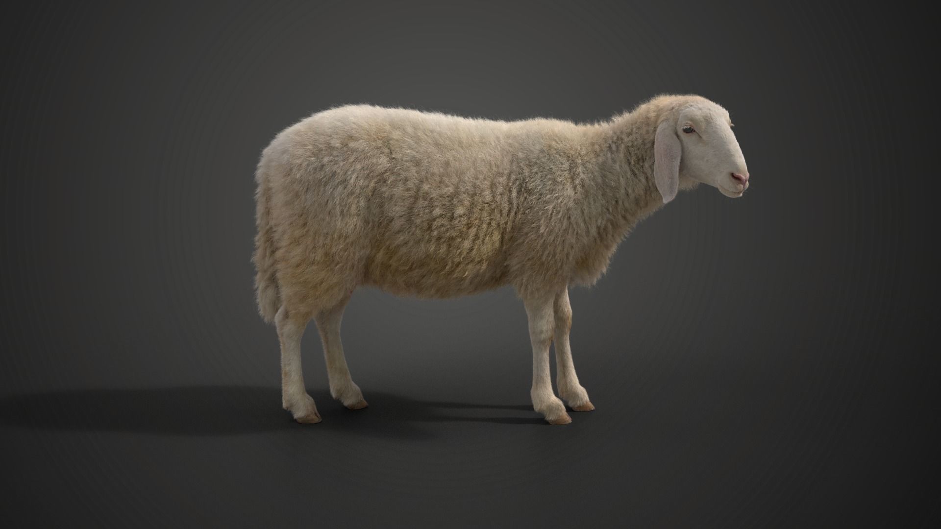 Assaf Sheep Pack Animated VFX Grace 3D model animated rigged | CGTrader