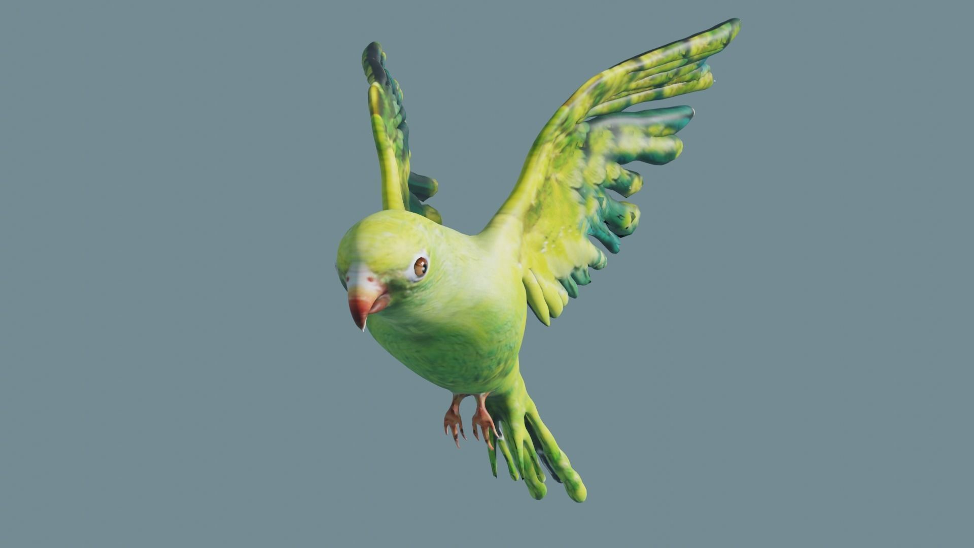 3D model parrot parakeet flying in sky VR / AR / low-poly | CGTrader