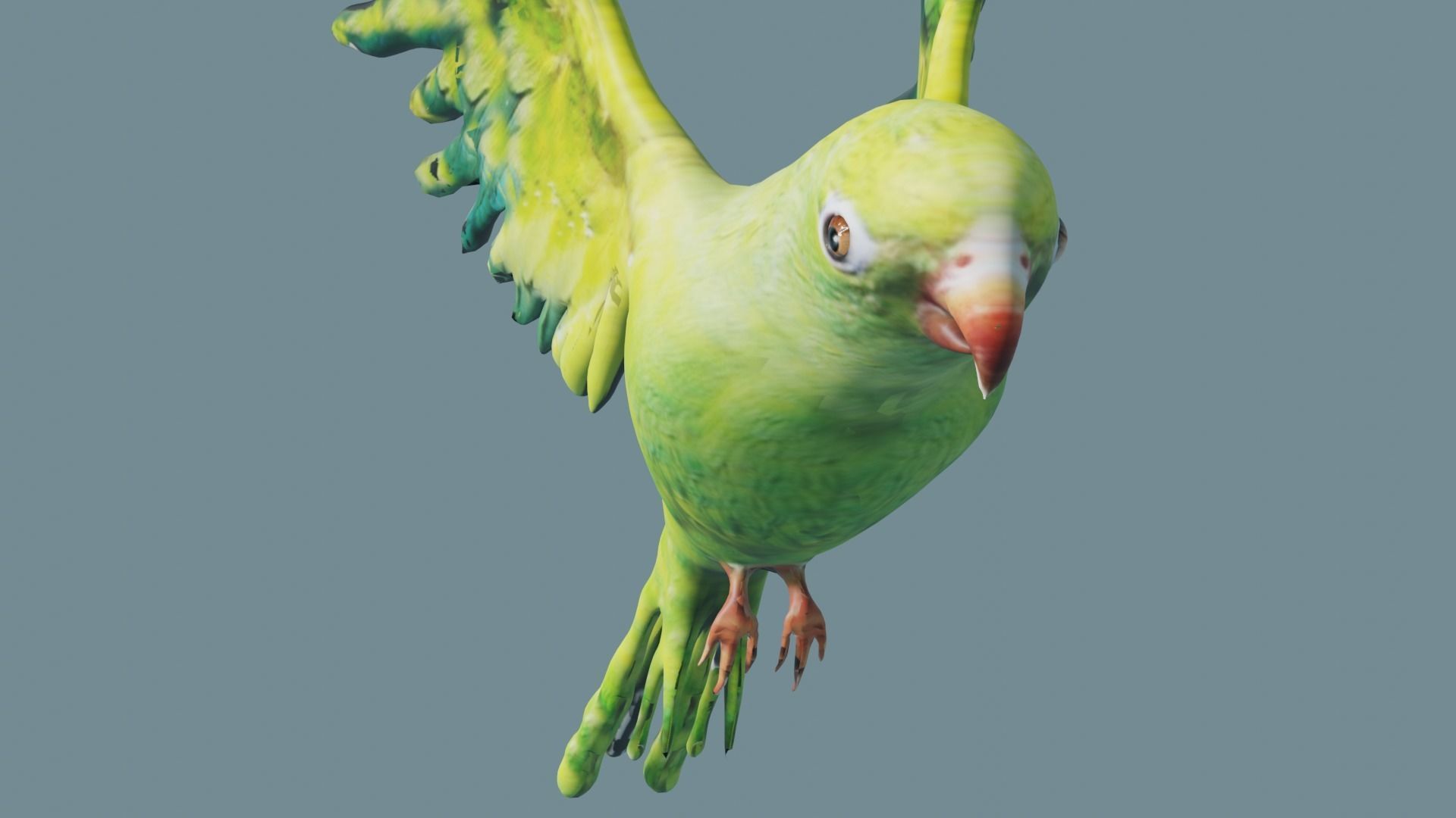3D model parrot parakeet flying in sky VR / AR / low-poly | CGTrader