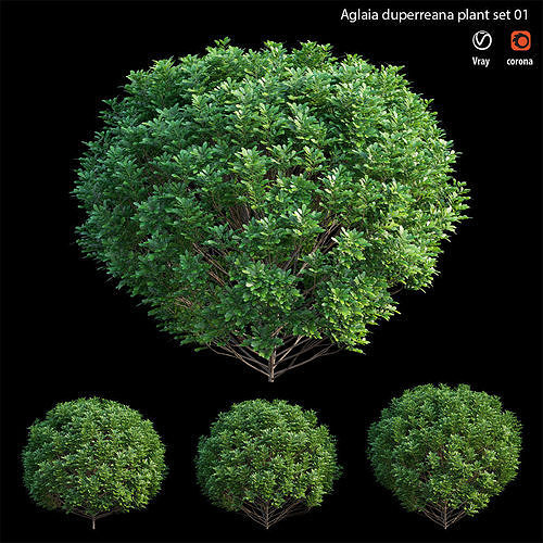 Aglaia duperreana plant set 01 3D model | CGTrader