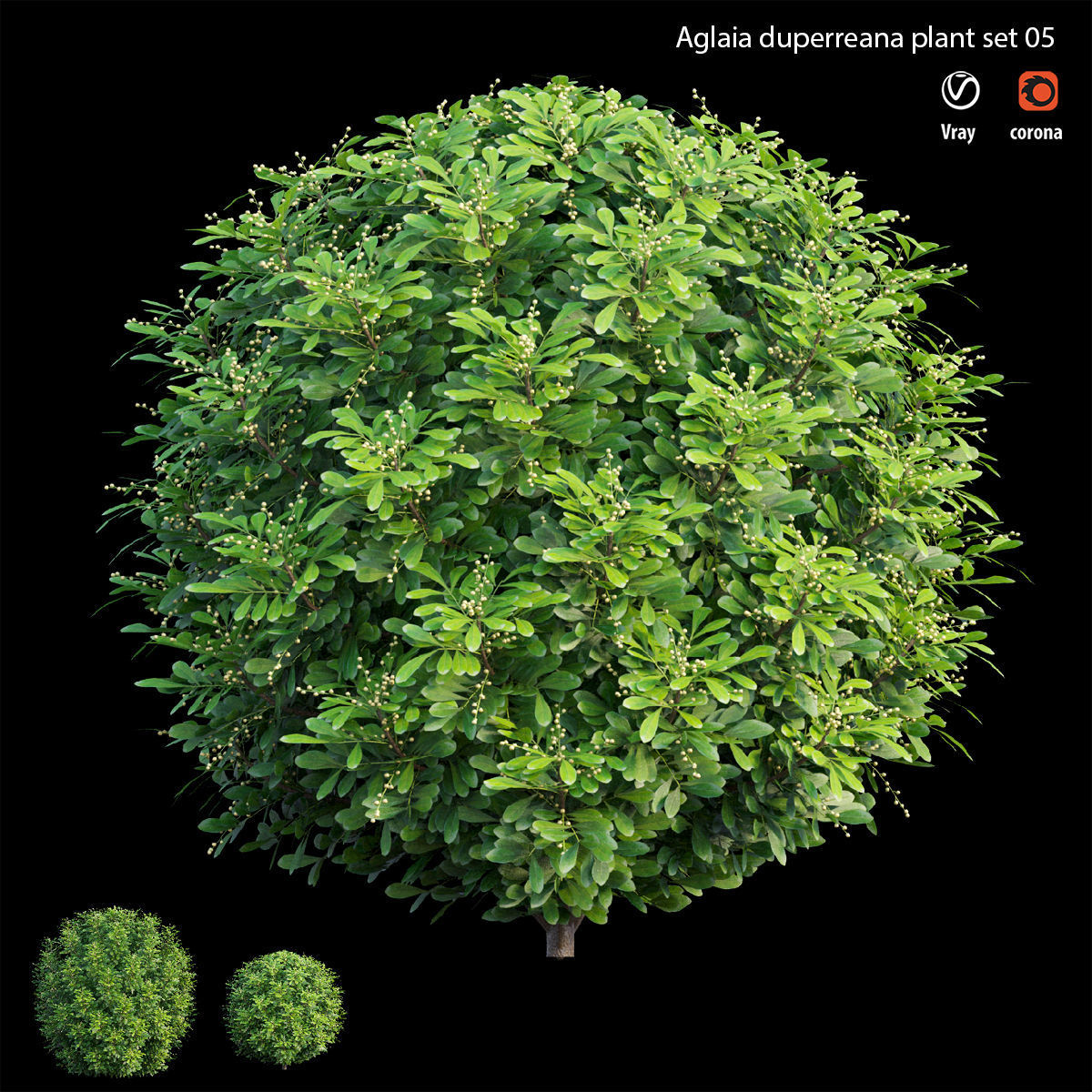 Aglaia duperreana plant set 05 3D model | CGTrader