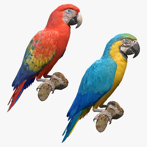 Macaw Collection perched on branch 3D model | CGTrader