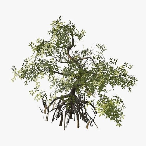 3D model Mangrove Tree VR / AR / low-poly | CGTrader