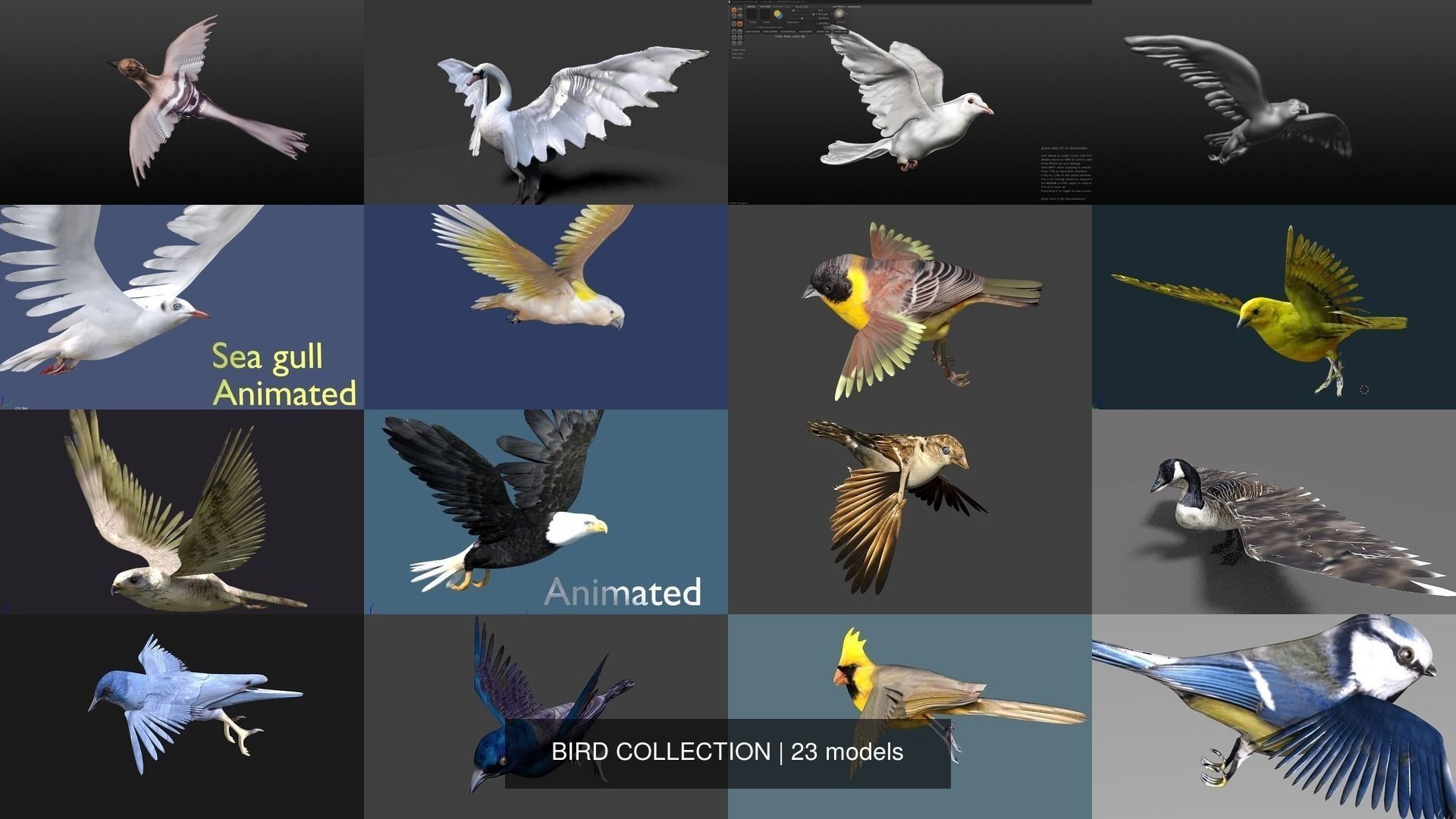 BIRD COLLECTION | CGTrader