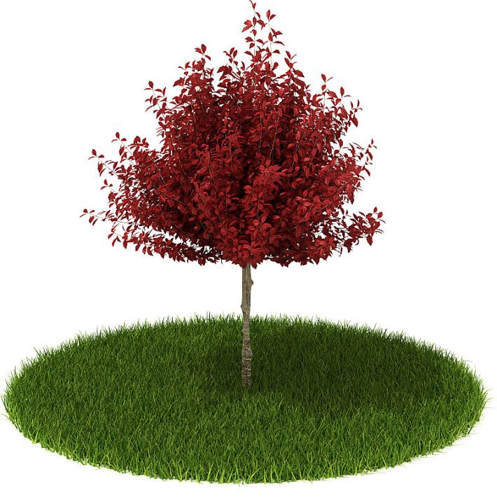 Autumn Tree With Red Leaves 3D model | CGTrader