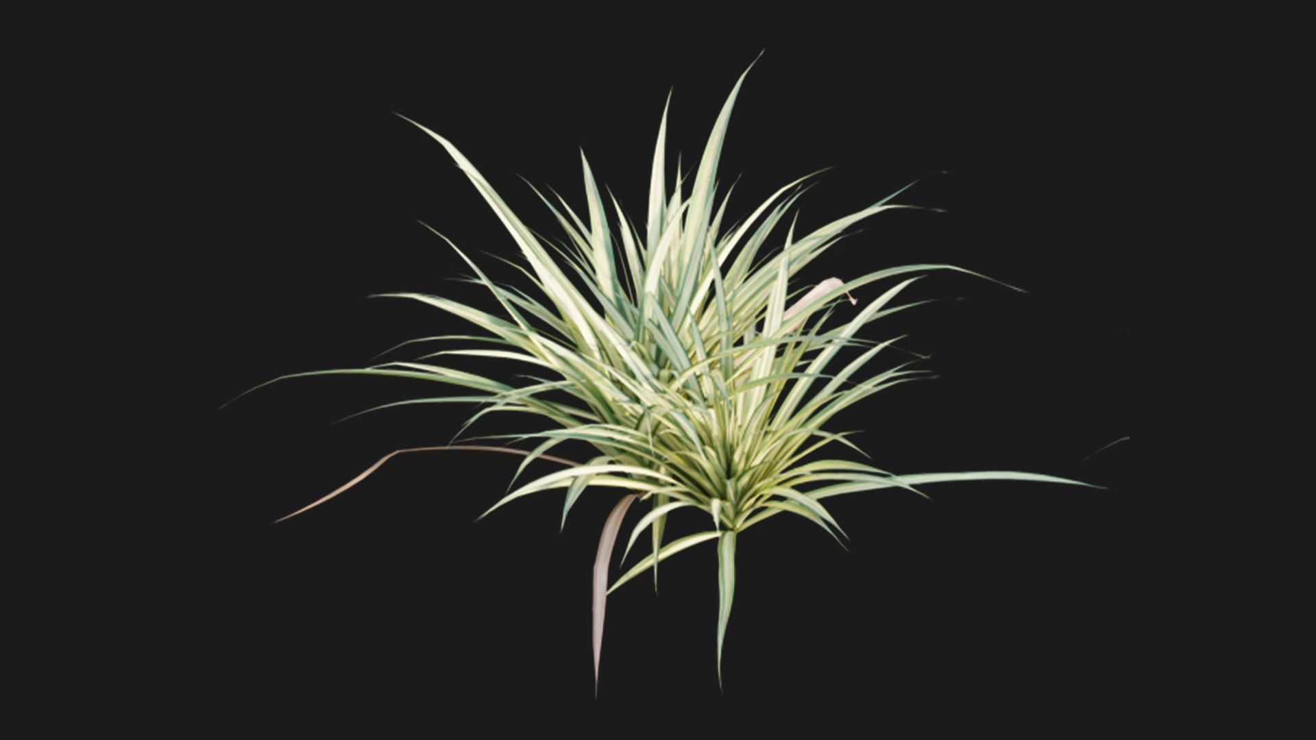 Pandanus baptistii - Variegated Dwarf Pandanus 3D model | CGTrader