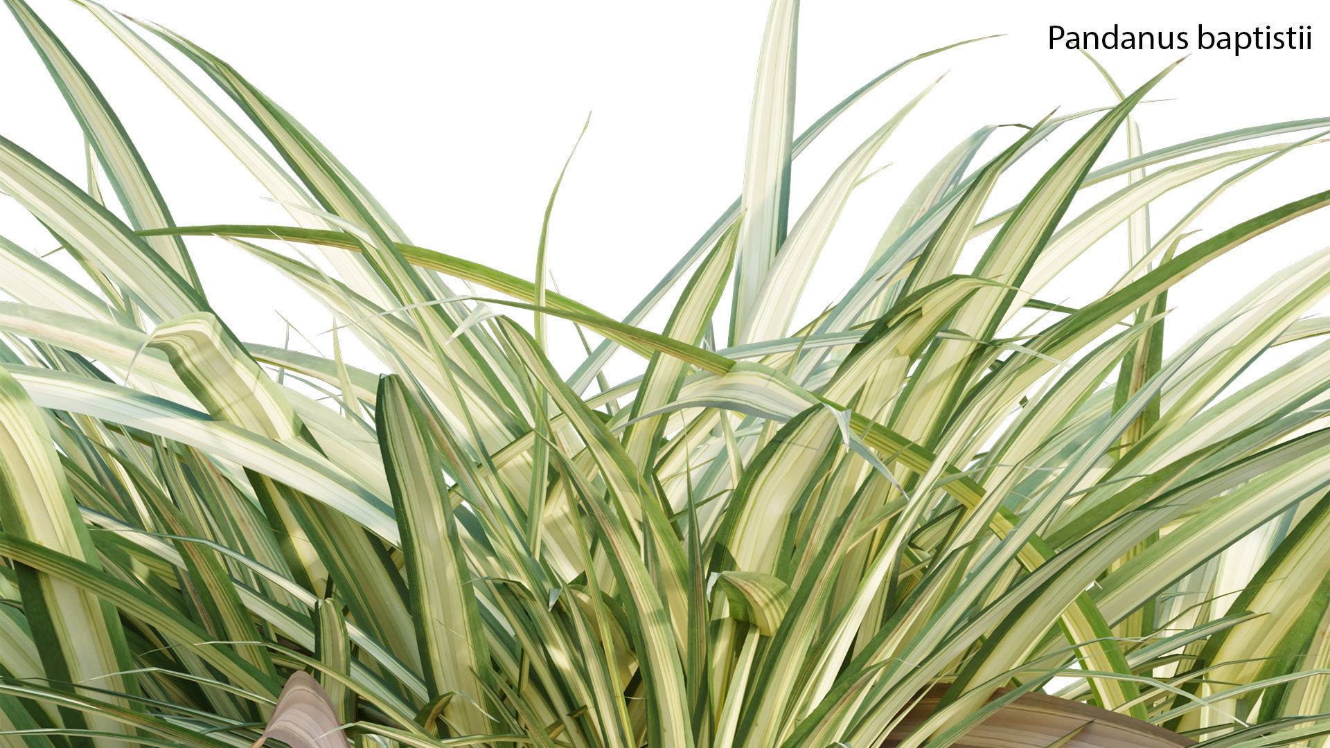 Pandanus baptistii - Variegated Dwarf Pandanus 3D model | CGTrader