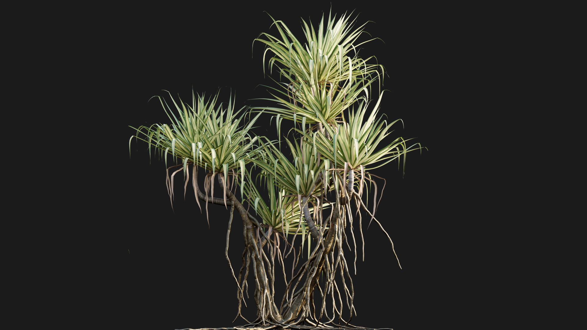 Pandanus baptistii - Variegated Dwarf Pandanus 3D model | CGTrader