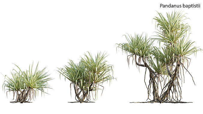Pandanus baptistii - Variegated Dwarf Pandanus 3D model | CGTrader