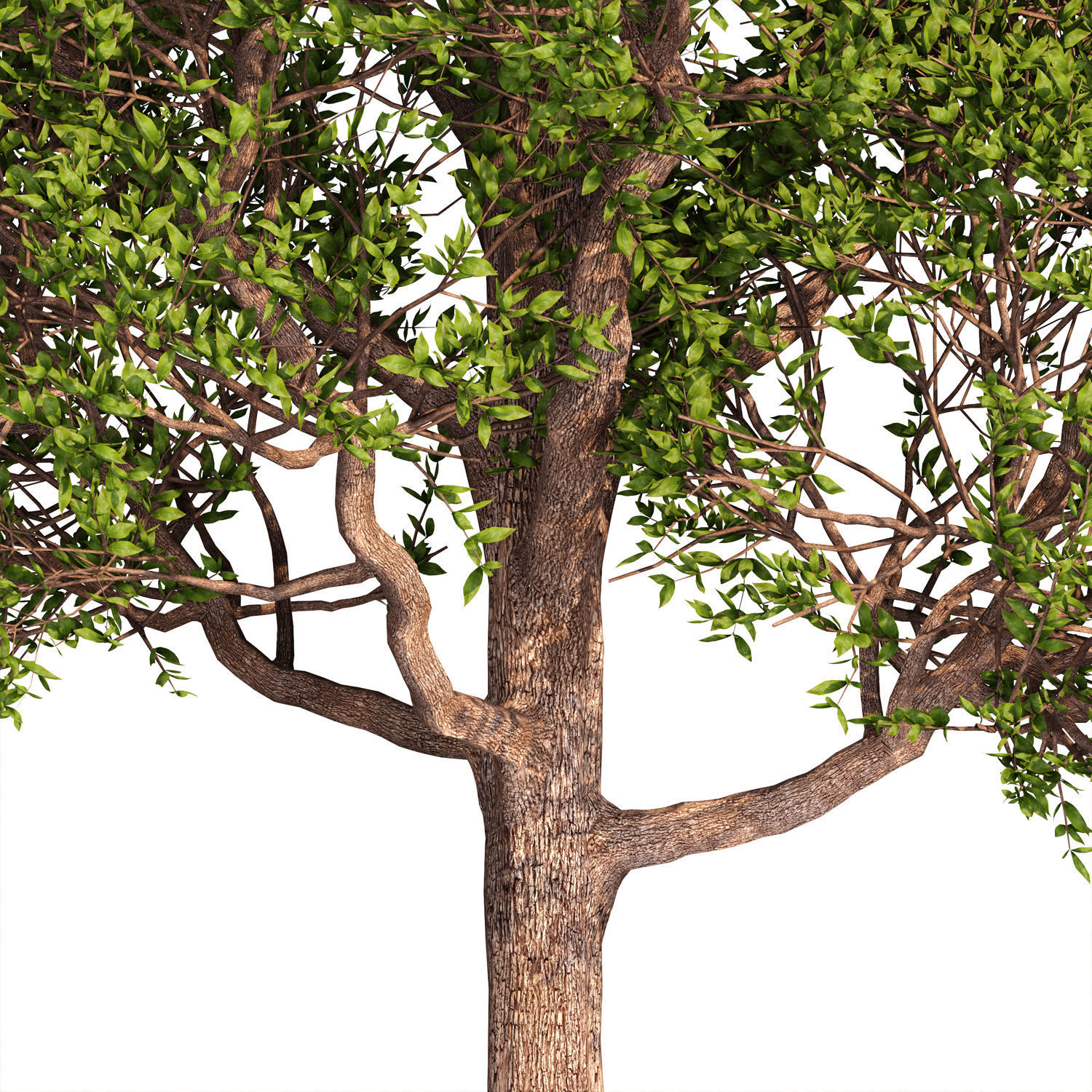 Tree for exterior design 3D model | CGTrader