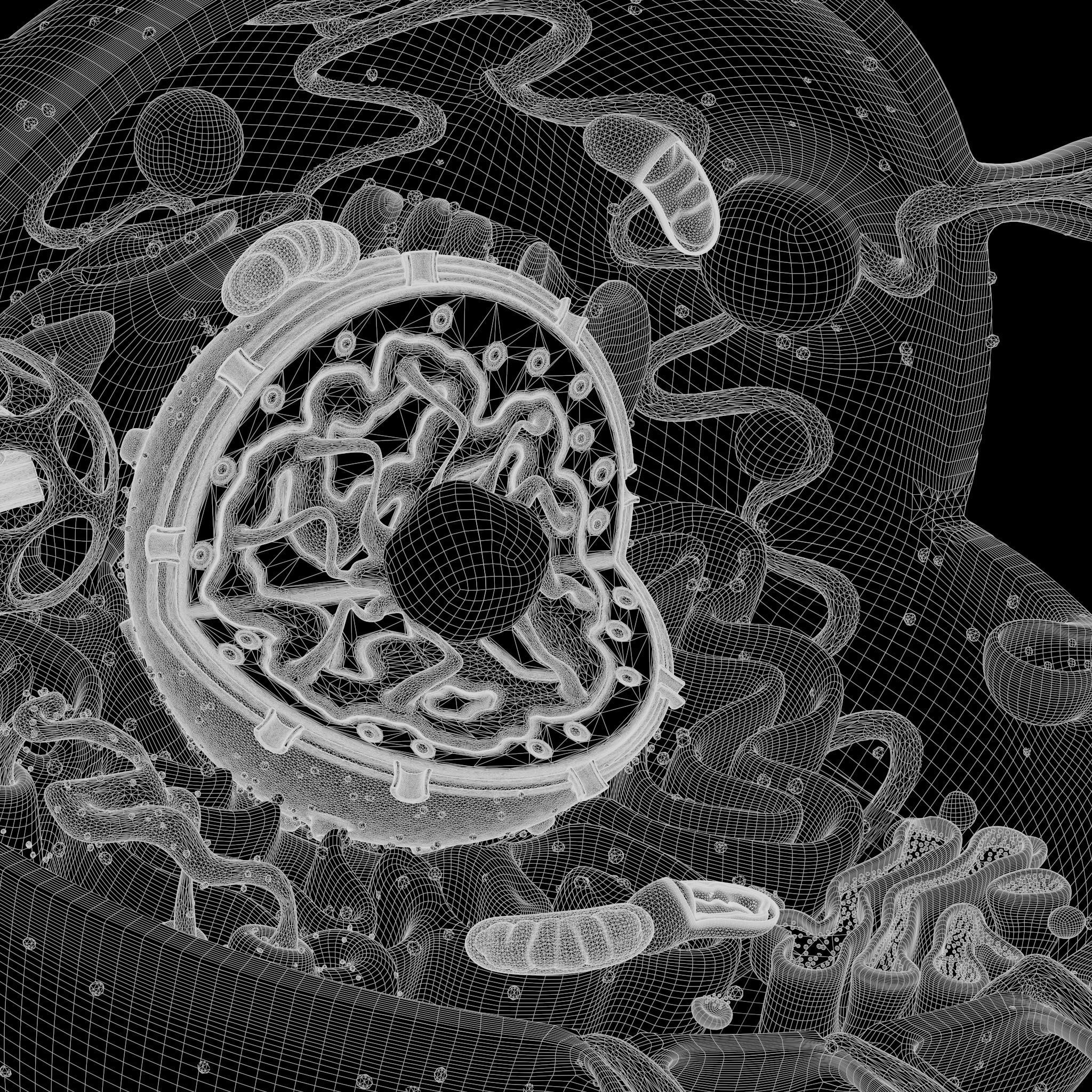 Animal Cell 3D model | CGTrader