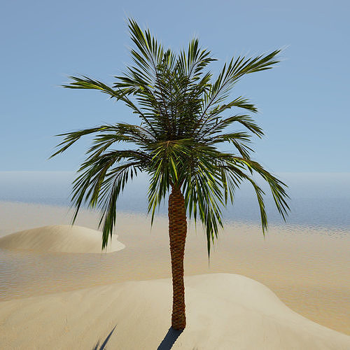 Simple Palm Tree 3D model | CGTrader