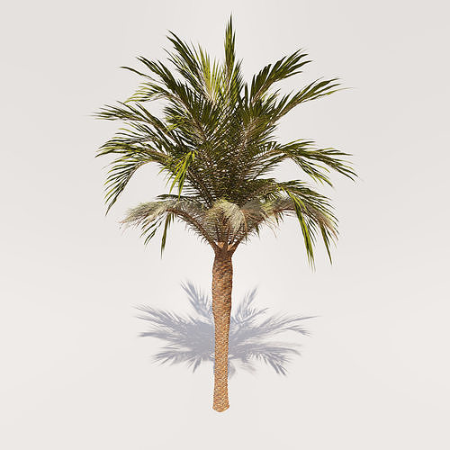 Palm tree with dead leaves 3D model | CGTrader