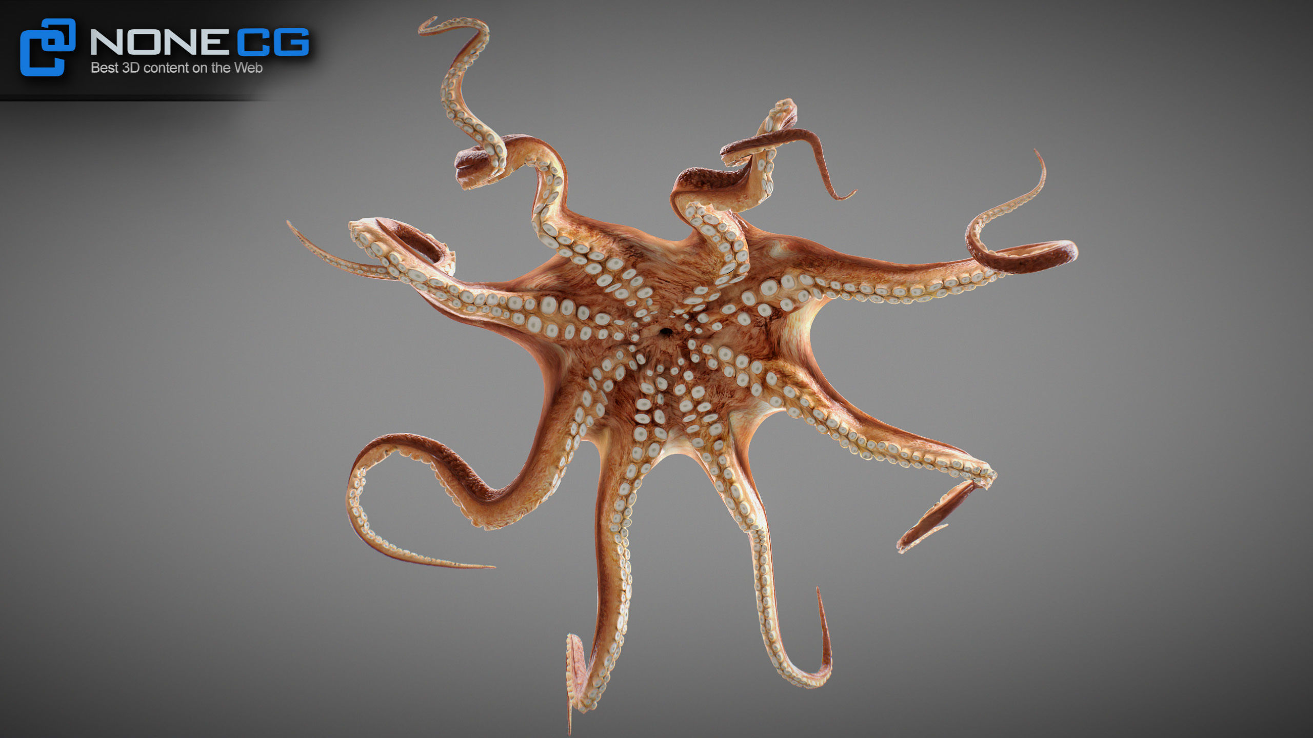 3D model Animated Octopus v2 VR / AR / low-poly rigged animated | CGTrader