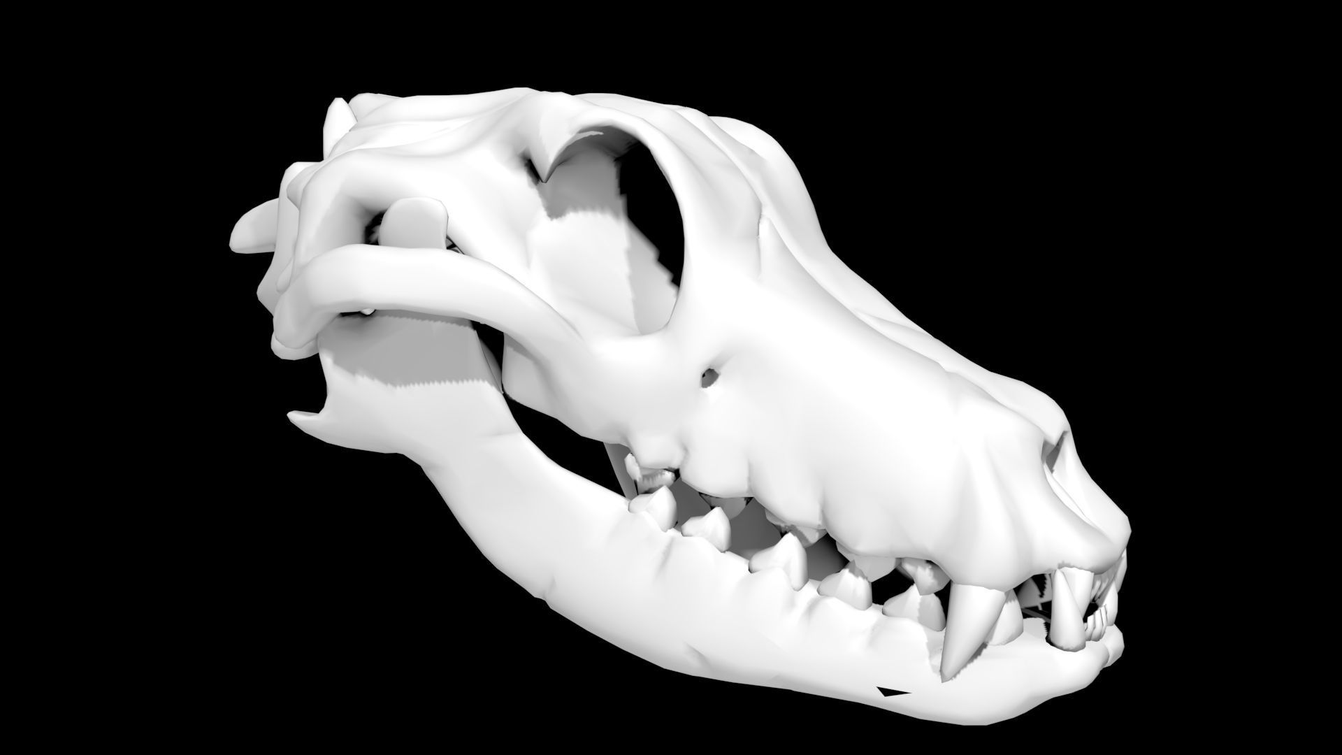 3D model Dog Skull VR / AR / low-poly | CGTrader