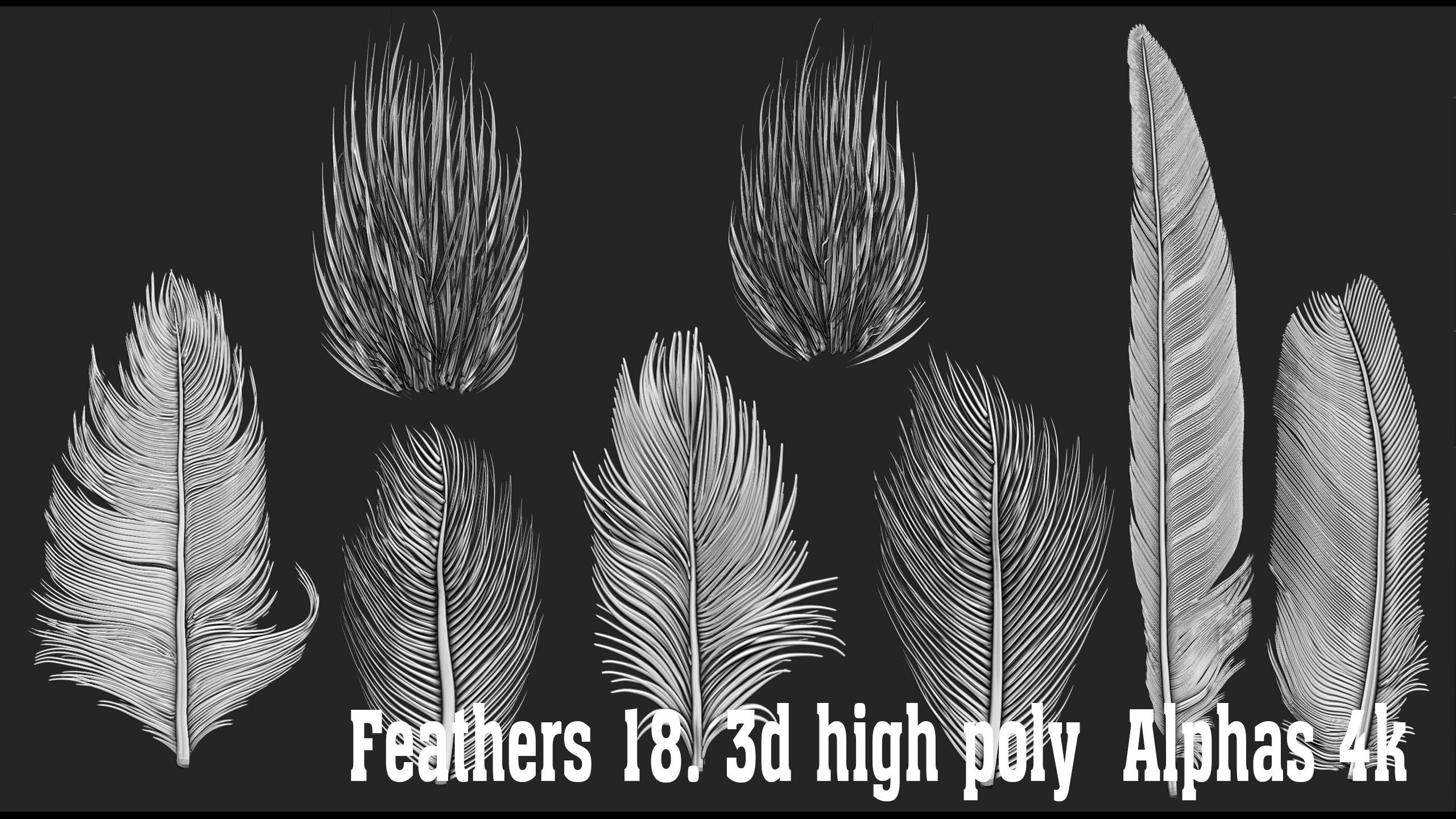 Feathers 18 high poly Alphas 4k 3D model | CGTrader