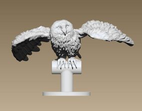 Barn owl 3D Models | CGTrader