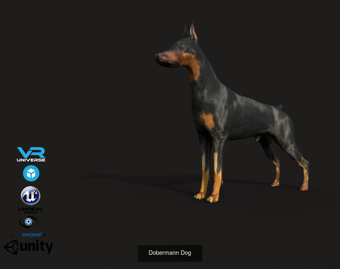 dogs 3D Model Collection | CGTrader