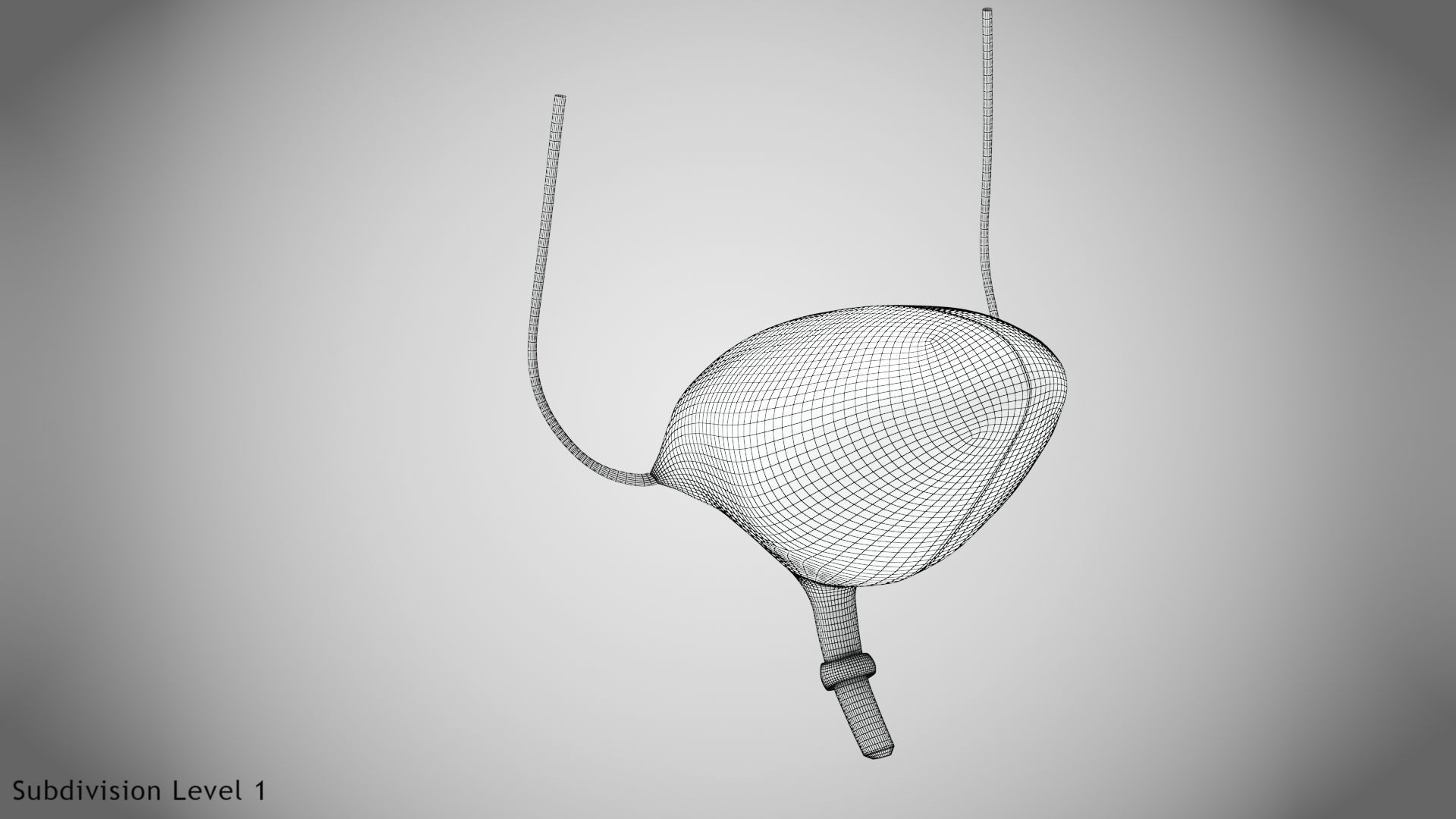 Bladder with anatomic cut 3D model | CGTrader