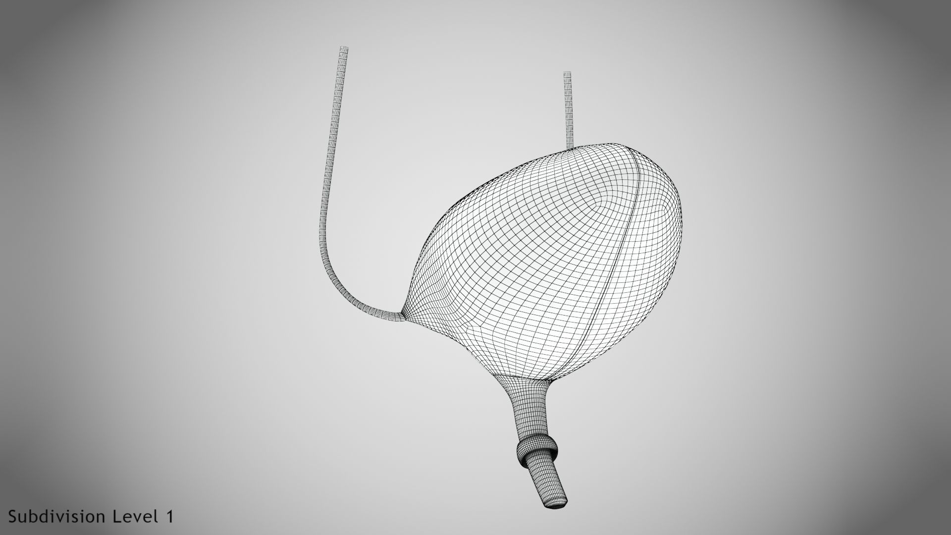 Bladder with Cross-Section 3D model | CGTrader