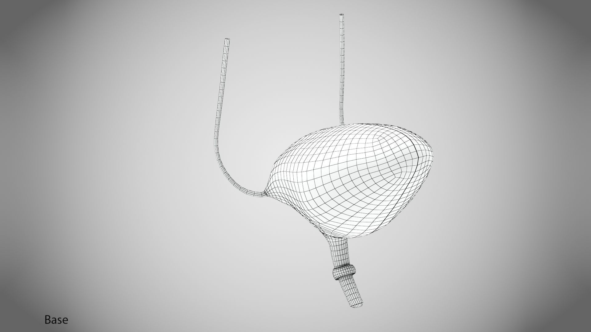 Bladder with Cross-Section 3D model | CGTrader
