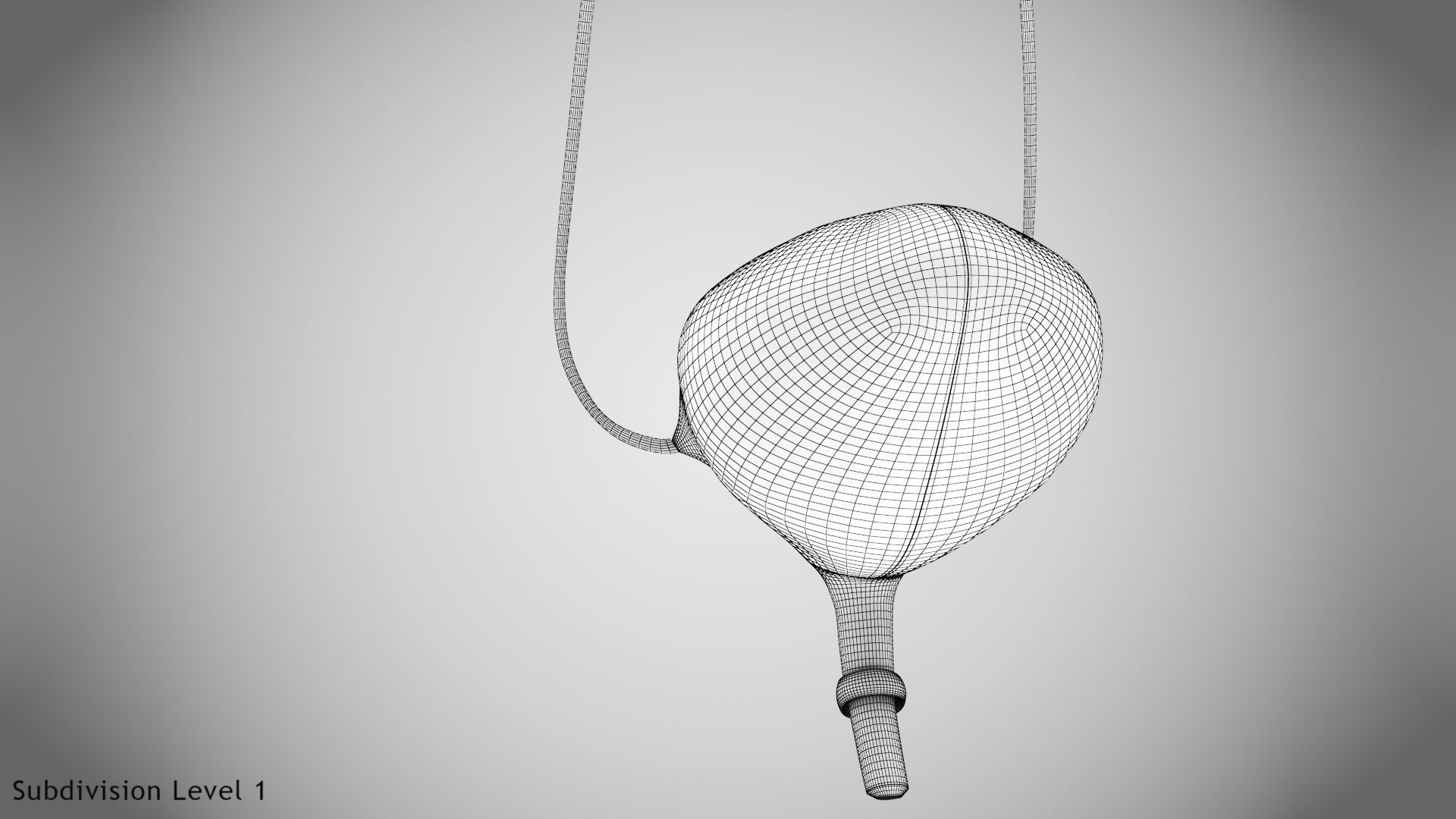 Bladder with Cross-Section 3D model | CGTrader