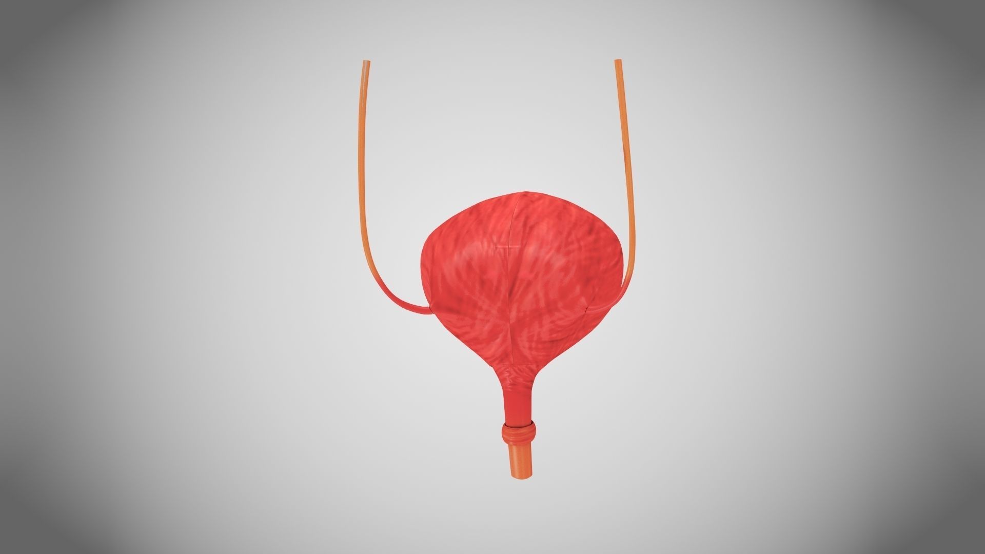 Bladder with Cross-Section 3D model | CGTrader