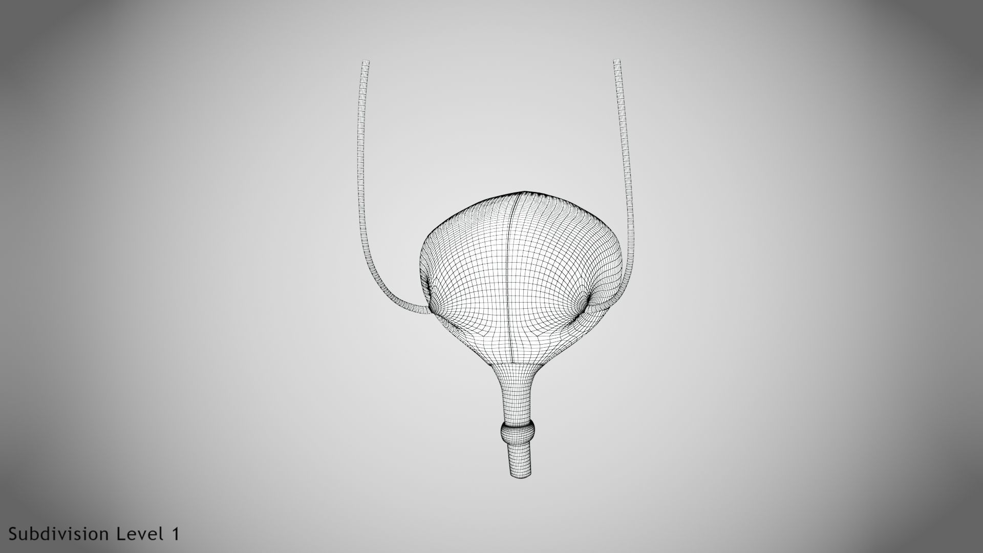 Bladder with Cross-Section 3D model | CGTrader