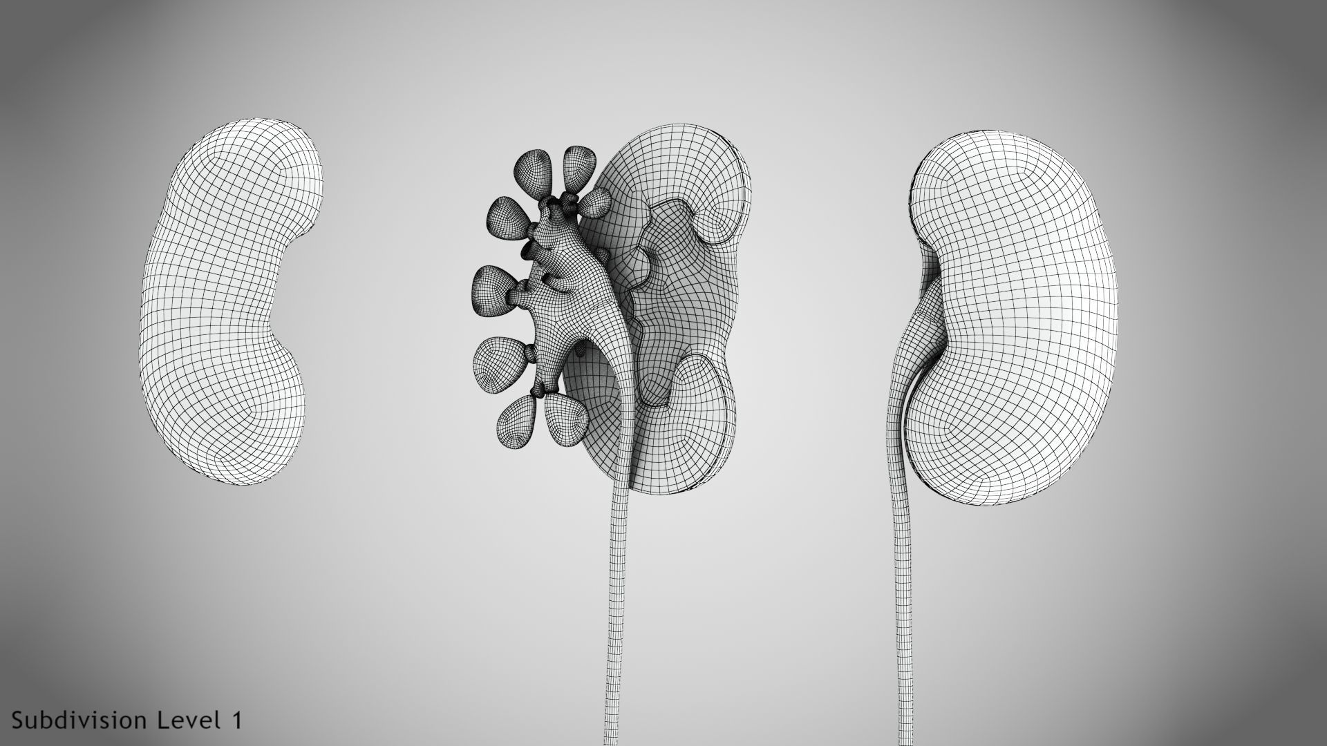 3D model Kidney Anatomy VR / AR / low-poly | CGTrader