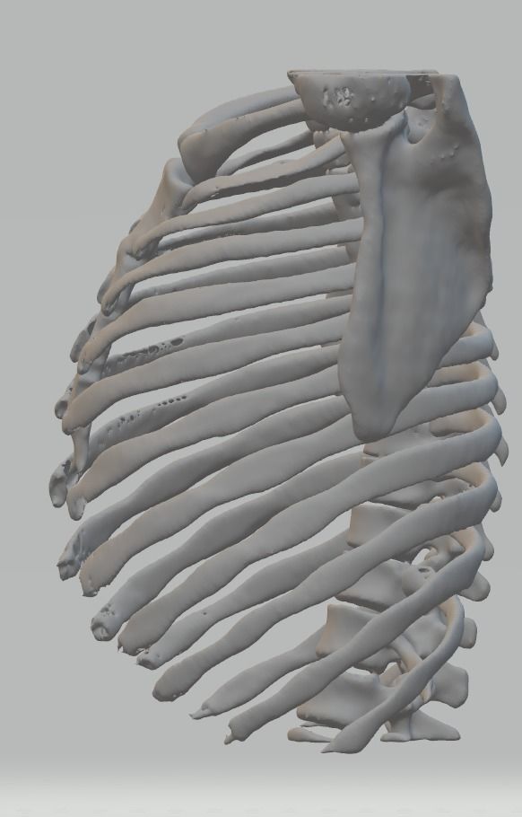 Anatomy Human Rib Cage 3D model 3D printable | CGTrader