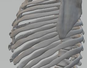 Ribcage 3D Models | CGTrader