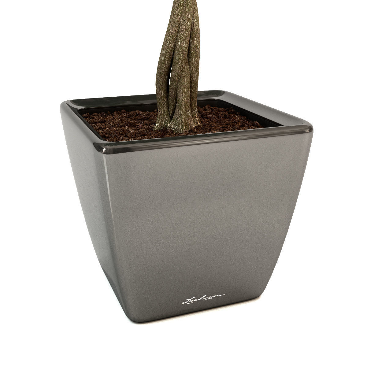 Ficus Ali plant 3D model | CGTrader