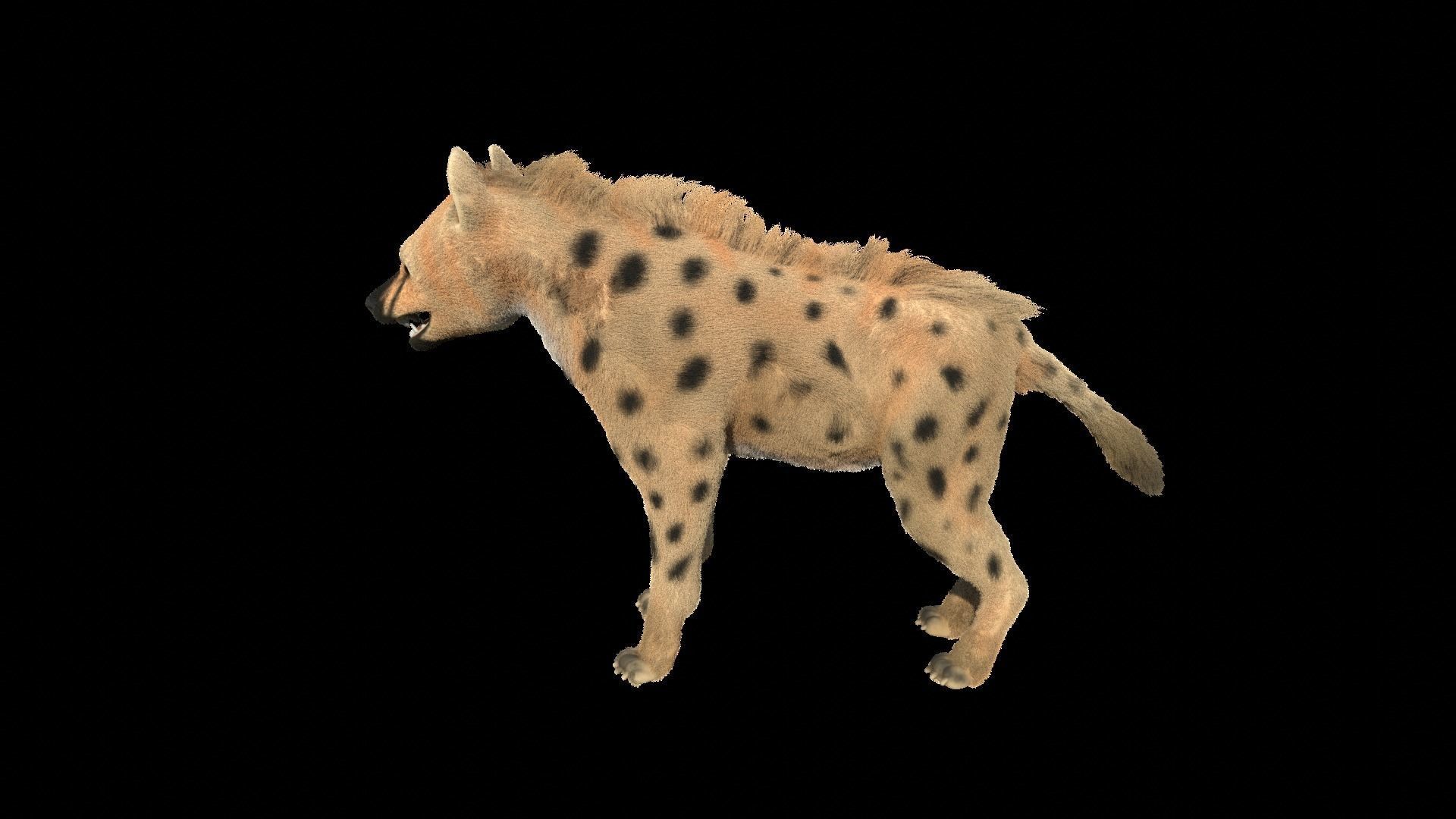 Realistic hyena model with fur 3D model animated rigged | CGTrader