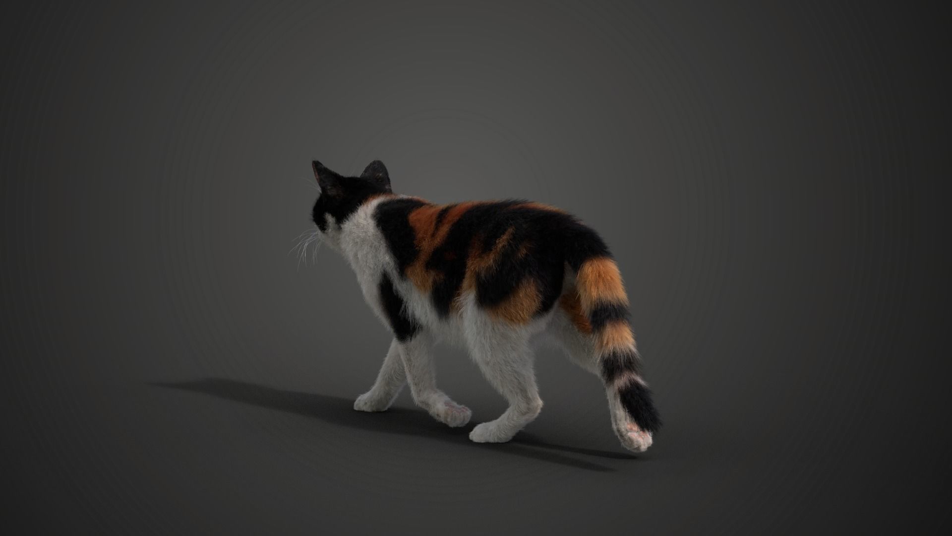 Calico Cat 02 Animated VFX Grace 3D model animated rigged | CGTrader