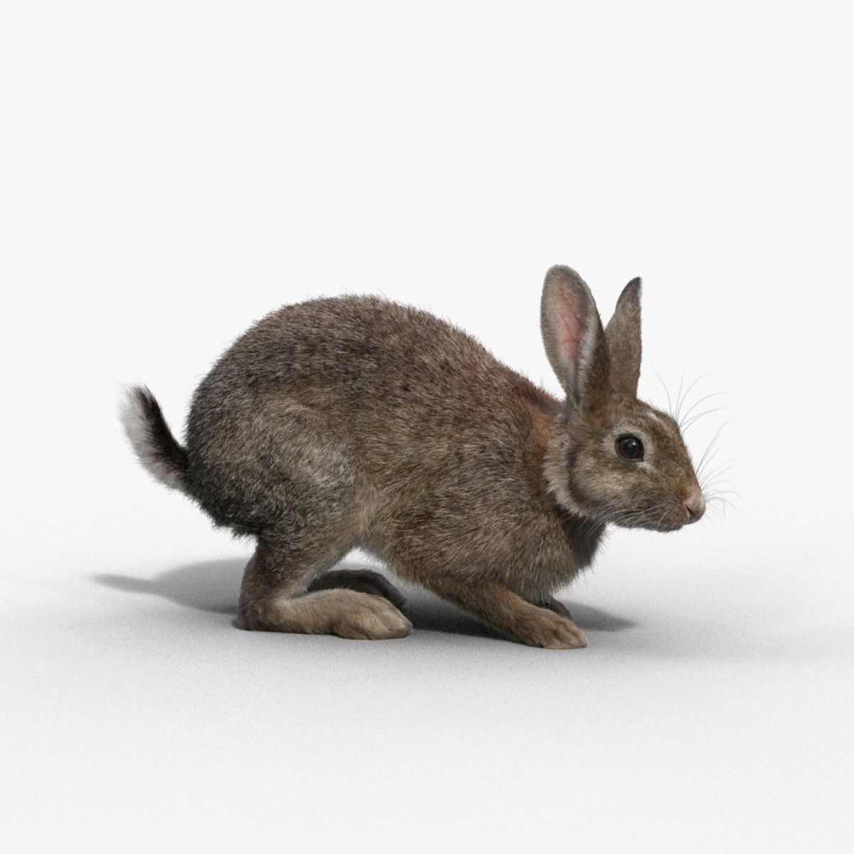 Japanese hare Animated VFX Grace 3D model animated rigged | CGTrader