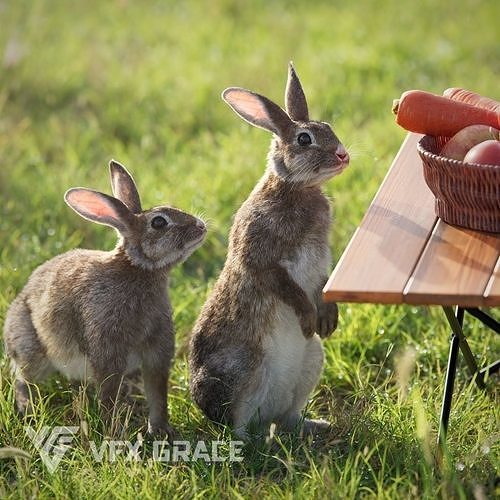 Japanese hare Animated VFX Grace 3D model animated rigged | CGTrader