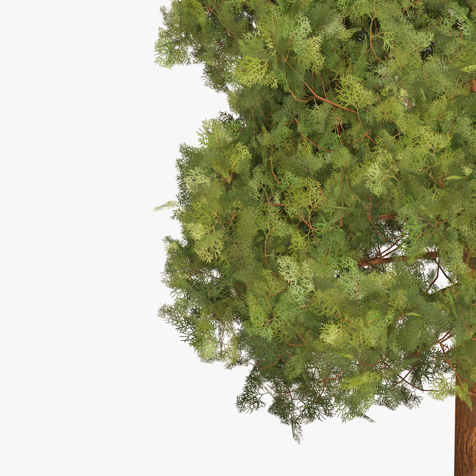 Garden thuja free 3D model | CGTrader