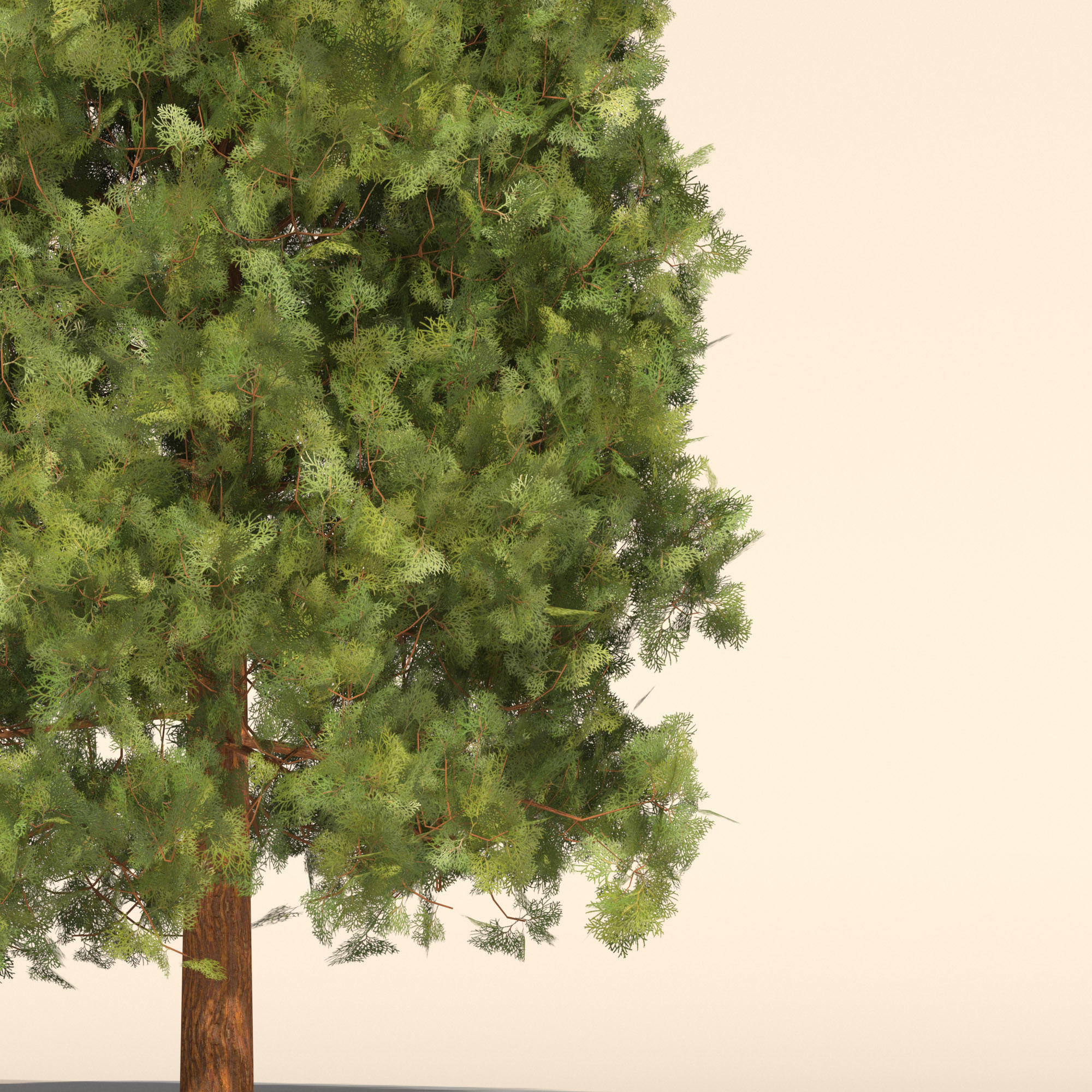 Garden thuja free 3D model | CGTrader