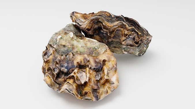 Eastern oyster Crassostrea virginica also called Atlantic oyster 3D ...