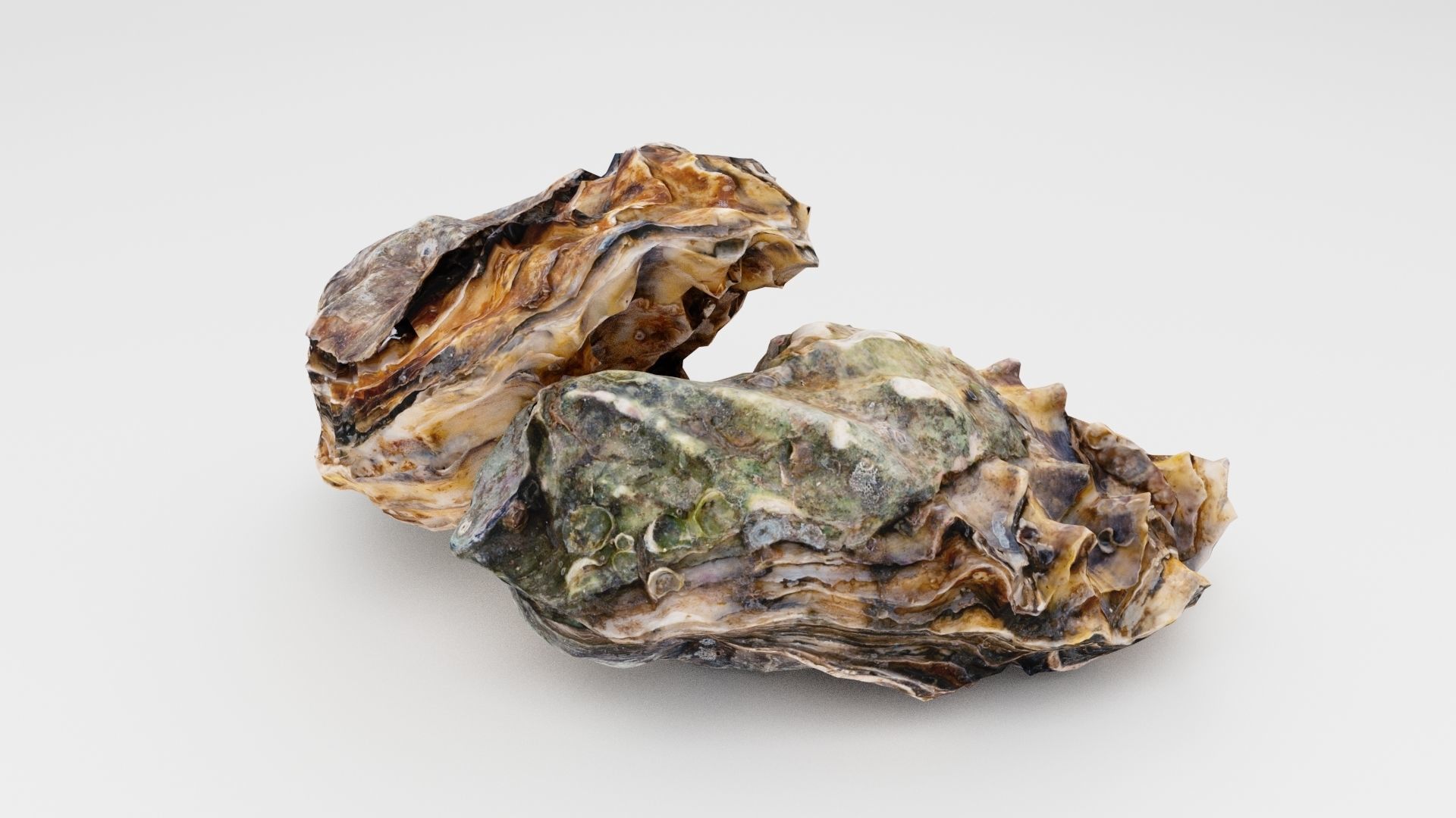 Eastern oyster Crassostrea virginica also called Atlantic oyster 3D ...
