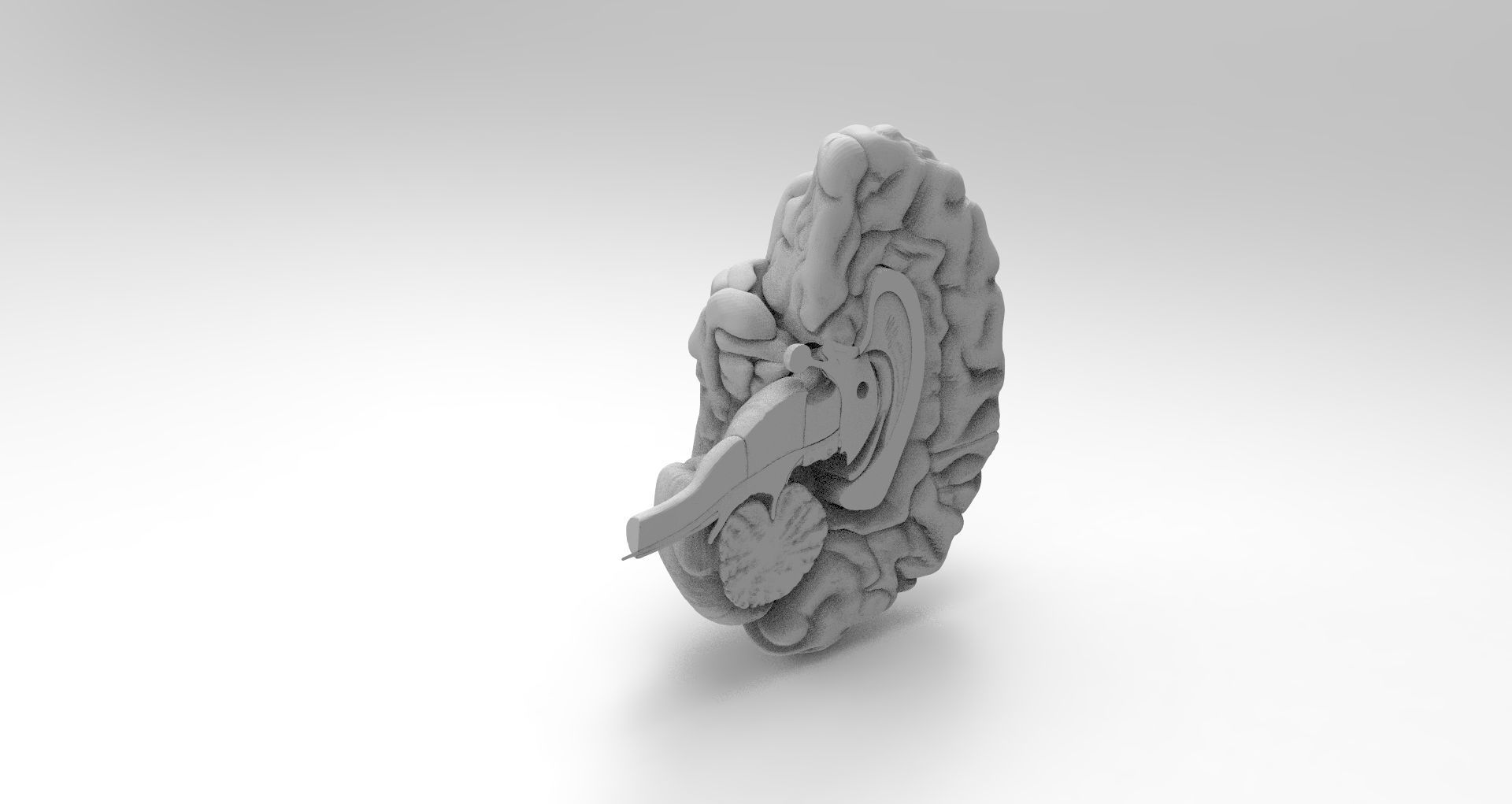 Human brain 3D model 3D printable | CGTrader