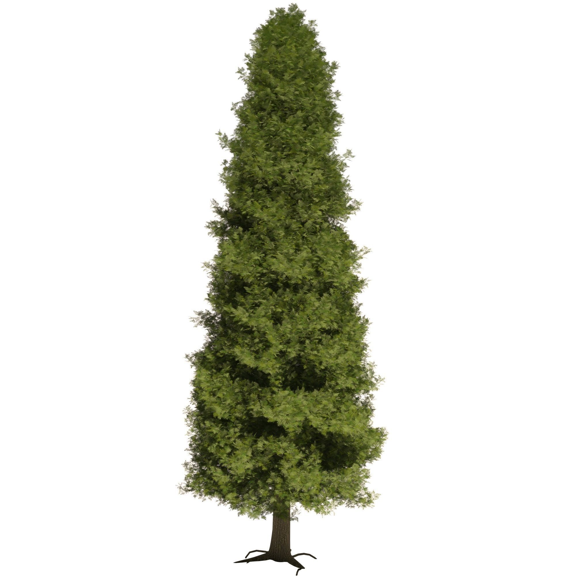Thuja tree free 3D model | CGTrader