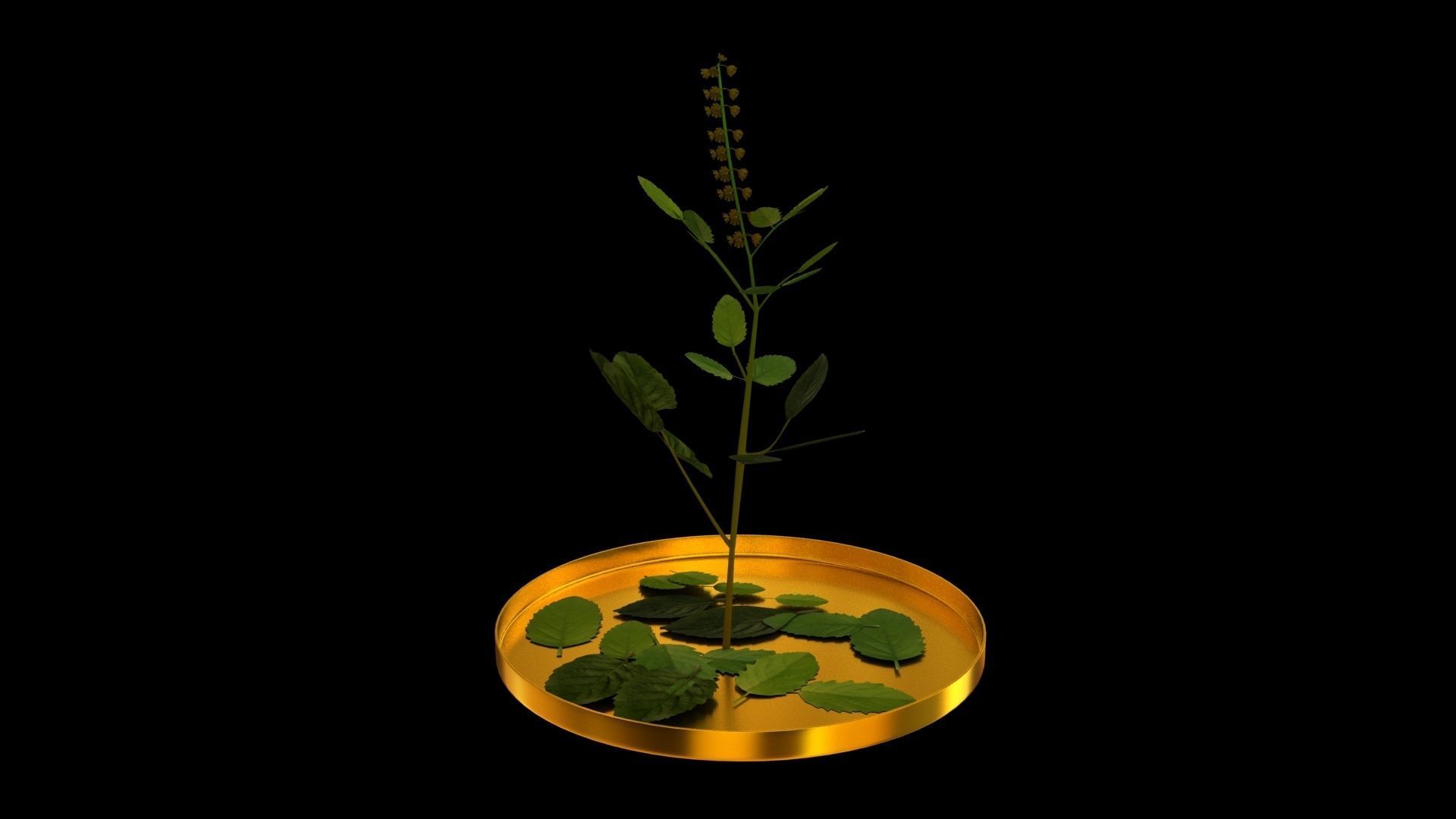 tulsi plant 3d model 3D model | CGTrader
