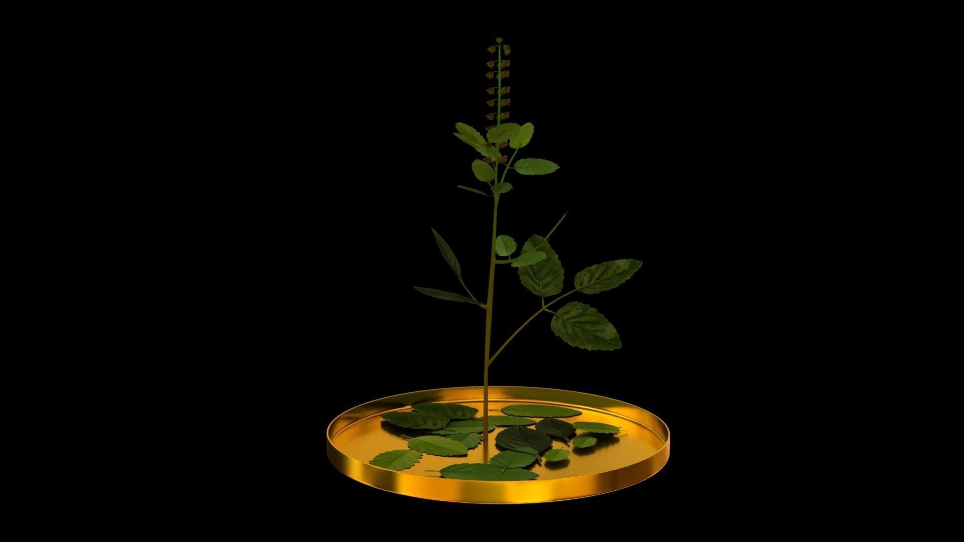 tulsi plant 3d model 3D model | CGTrader